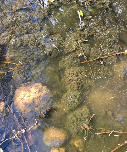 Quacking Frogs and Eggs like Brains | fairysockmother