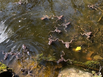 Quacking Frogs and Eggs like Brains | fairysockmother